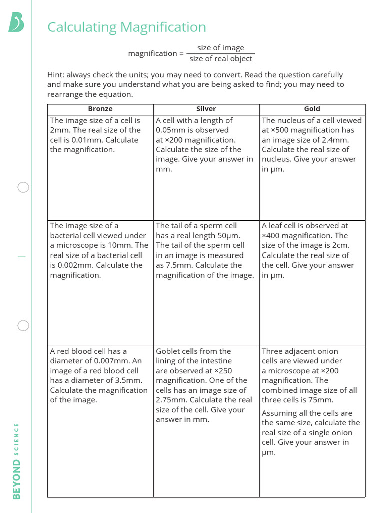 Calculating Magnification Worksheet | PDF