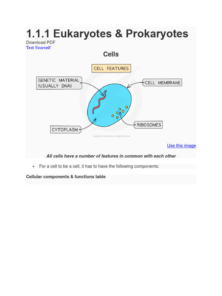 1.1.1 Eukaryotes and Prokaryotes Notes With Magnification | PDF | Cell ...