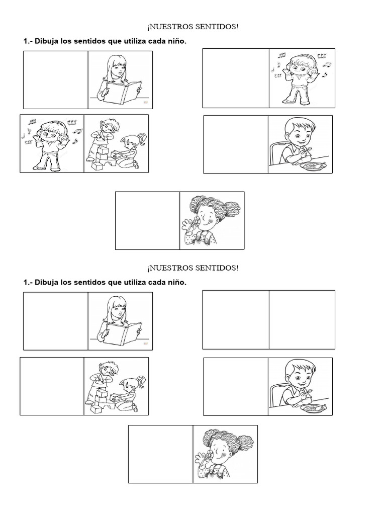 Ficha de Los Sentidos | PDF | Gusto | Órgano (anatomía)