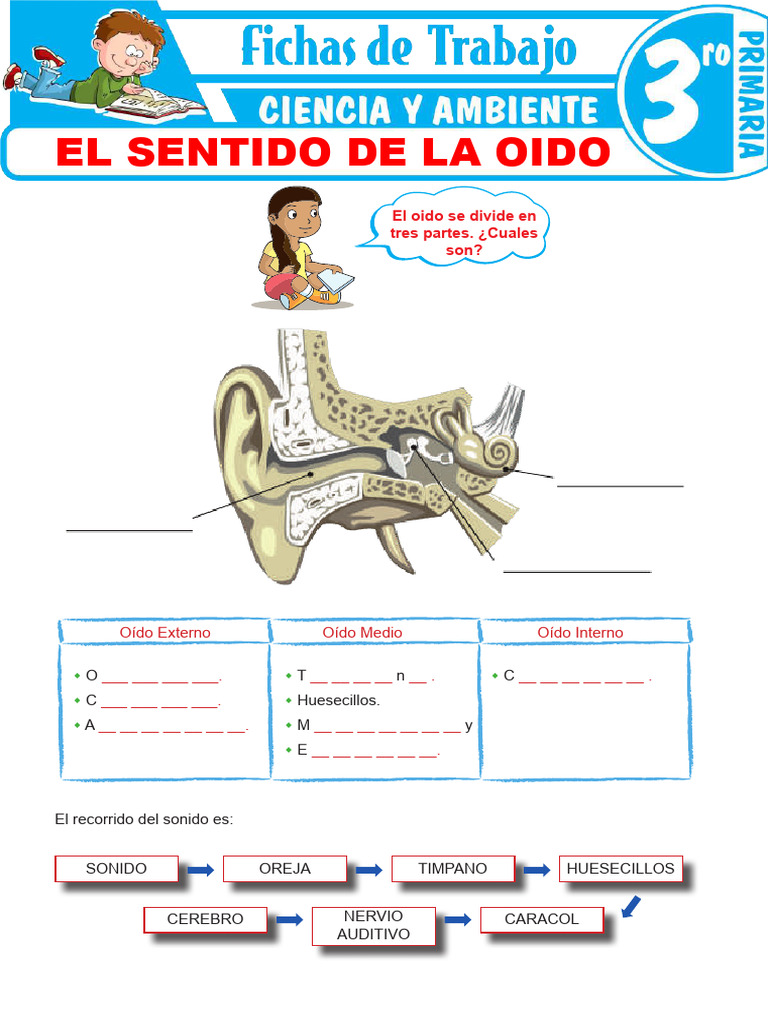 Partes y Función del Oído | PDF