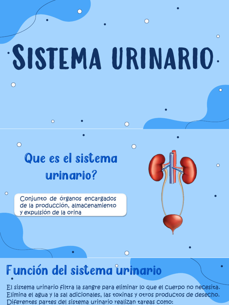 Sistema Urinario | PDF | Sistema urinario | Orina