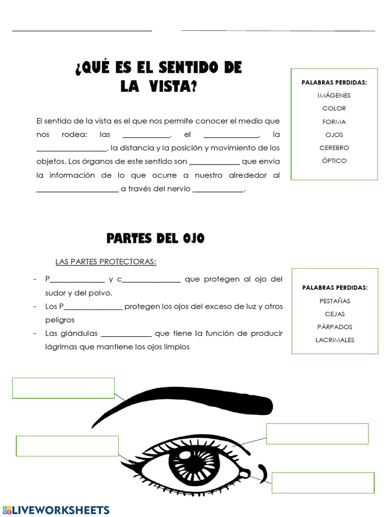 Partes del Ojo y su Función | PDF | Ojo humano | Ojo