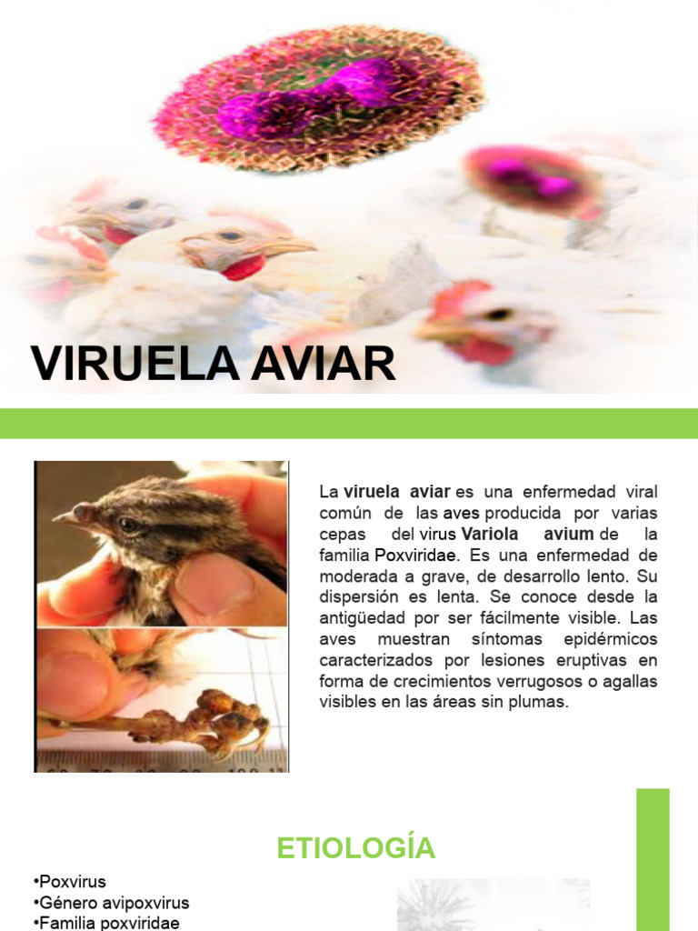 Patogenia y tratamiento de viruela aviar | PDF | Especialidades Medicas ...