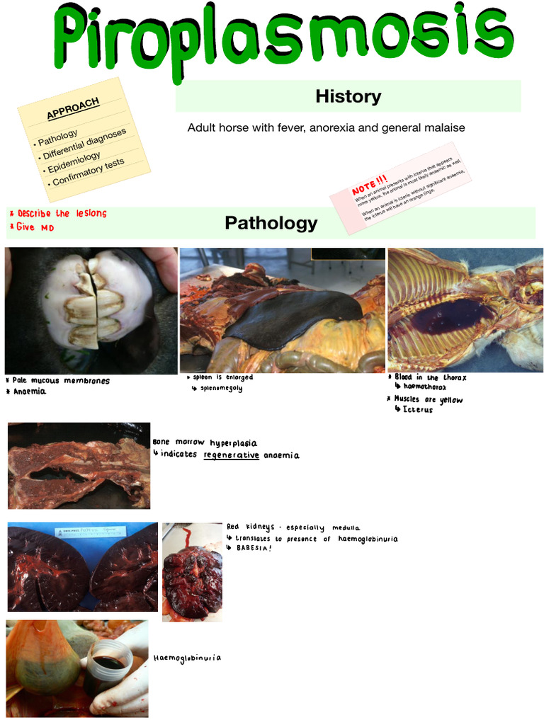 Piroplasmosis | PDF | Histopathology | Medical Specialties