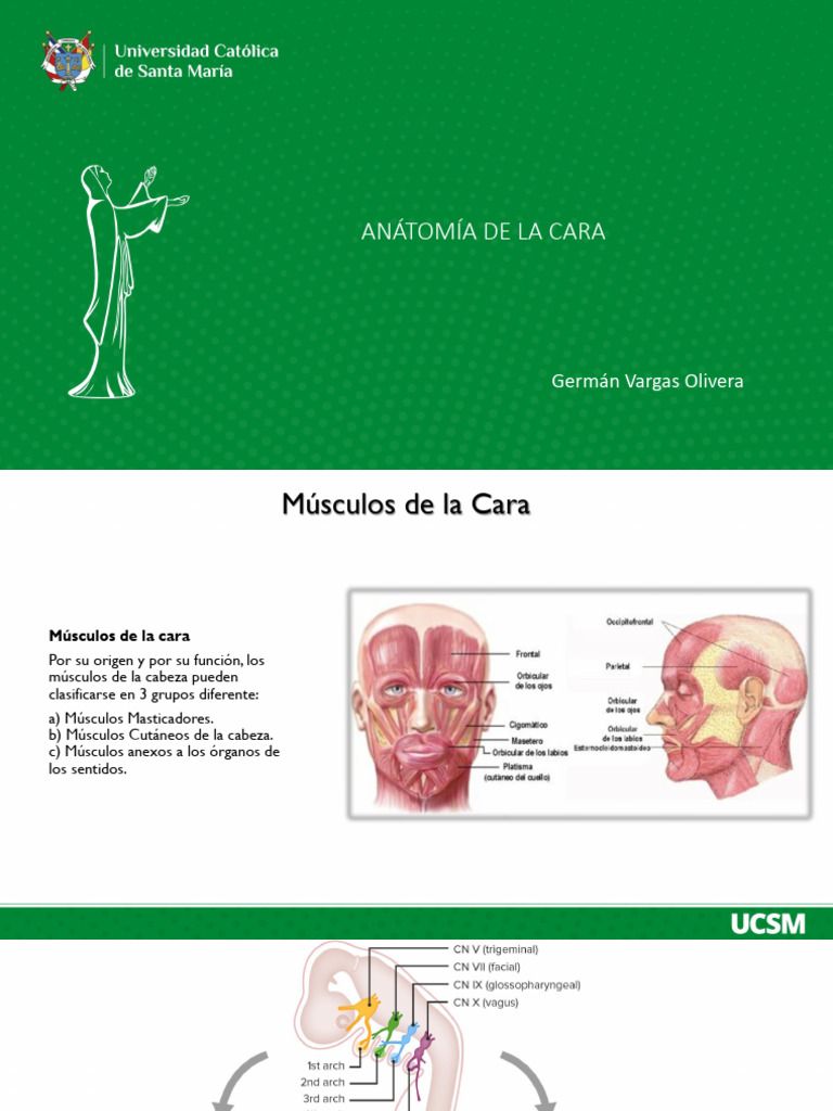 Anatomía de La Cara 2023 | PDF | Anatomía | Sistema musculoesquelético