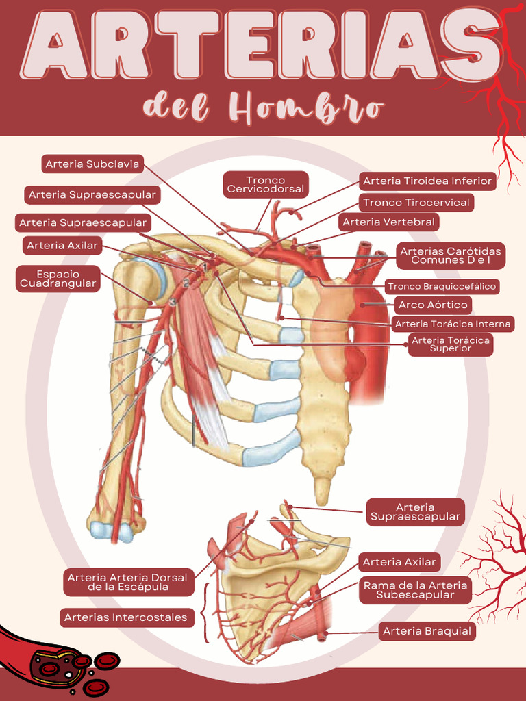 Irrigación, drenaje e Inervación del hombro | PDF | Cabeza y cuello ...