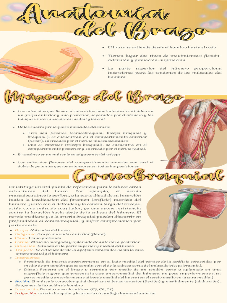 Anatomía del Brazo | PDF | Codo | Articulación