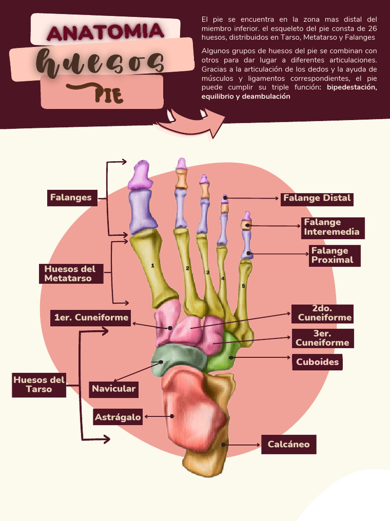 Huesos y Articulaciones del pie | PDF | Pie | Sistema esquelético