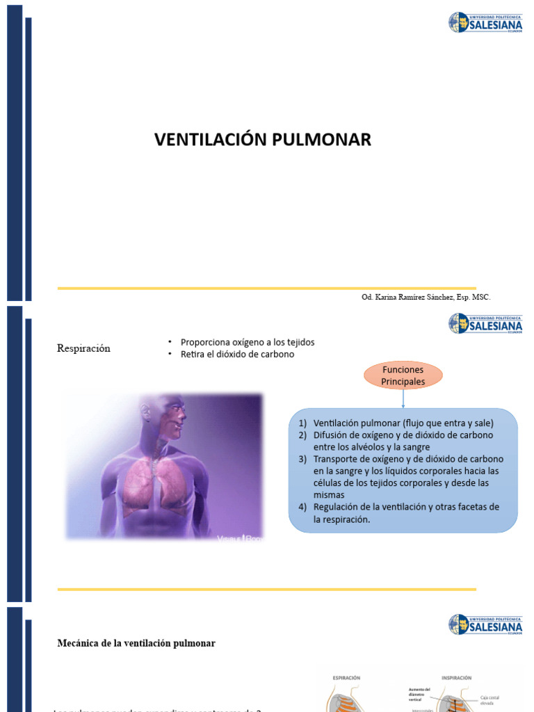 Ventilación Pulmonar | PDF | Pulmón | Sistema respiratorio