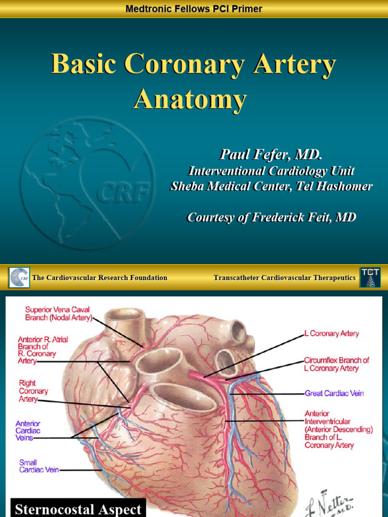 Basic Coronary Anatomy - Paul Fefer, MD. | PDF | Coronary Circulation ...