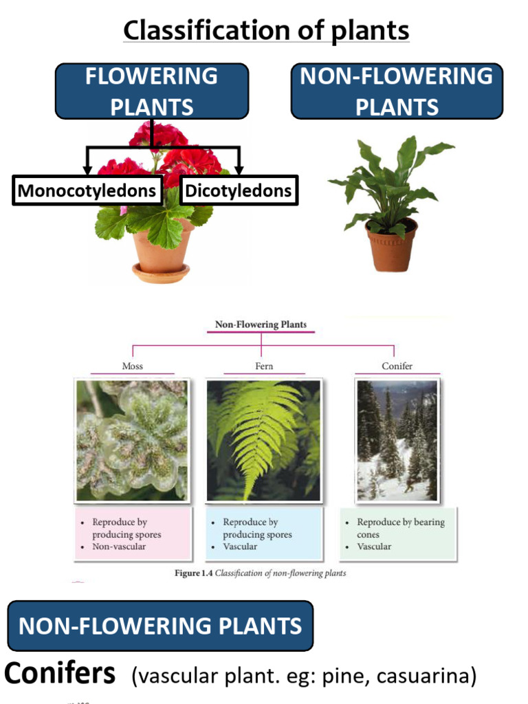 1.2 Classification of Plant, Dichotomous Key (GC) | PDF