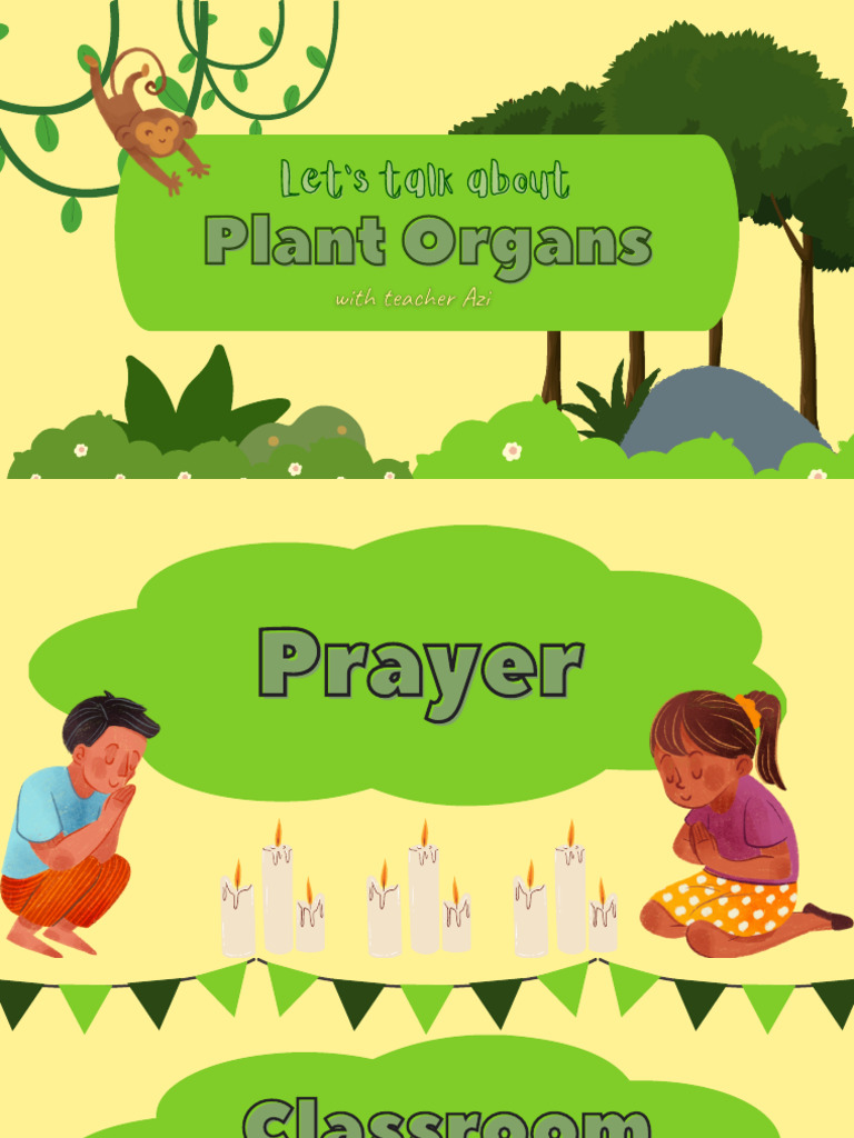 Plant Organs (Fruit, Seed, Leaf & Stem) | PDF | Fruit | Leaf