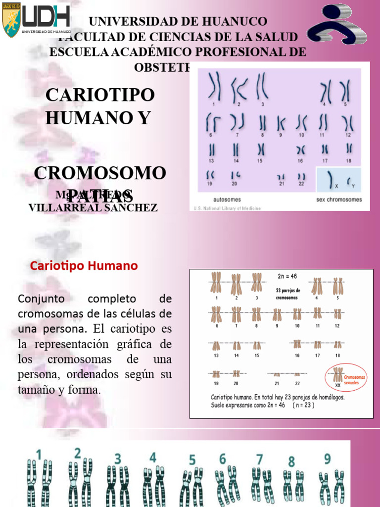 Cariotipo Humano | PDF | Síndrome de Down | Cariotipo
