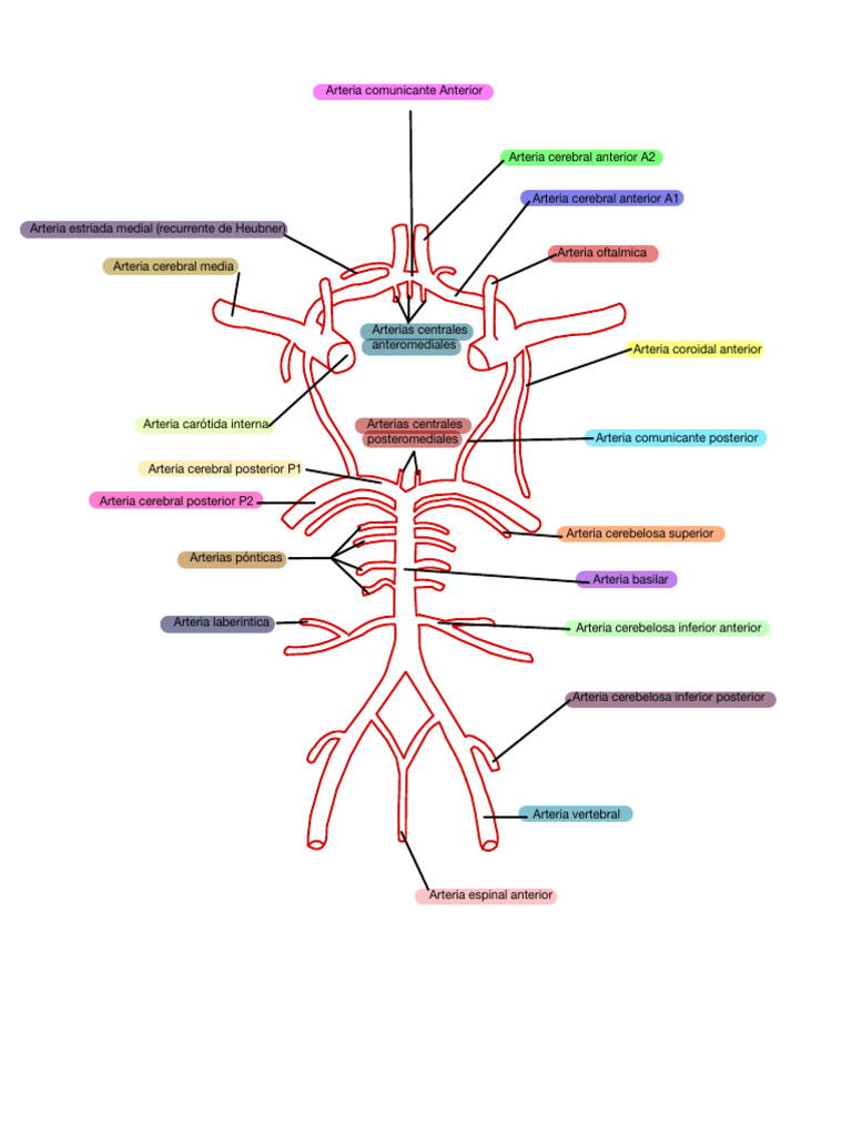 Poligono de Willis | PDF | Cerebro | Artería