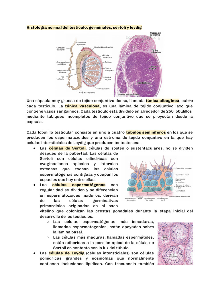 Tumores Testiculares: Histología y Diagnóstico | PDF | Testículo | Cáncer