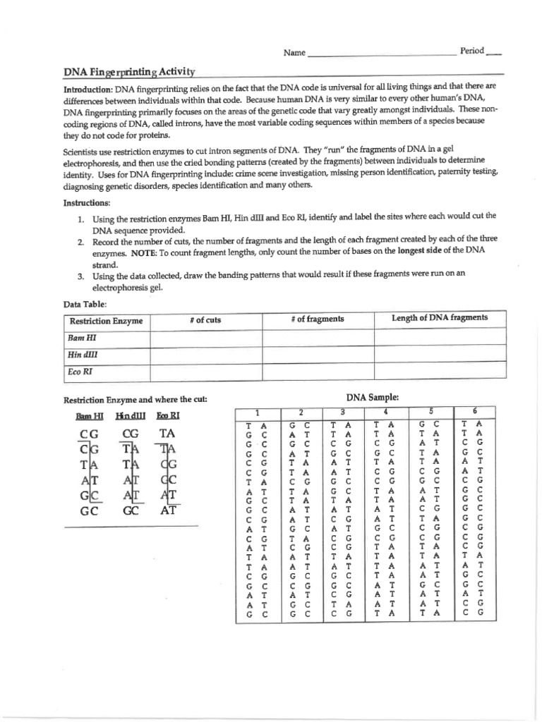 DNA Fingerprinting Activity | PDF