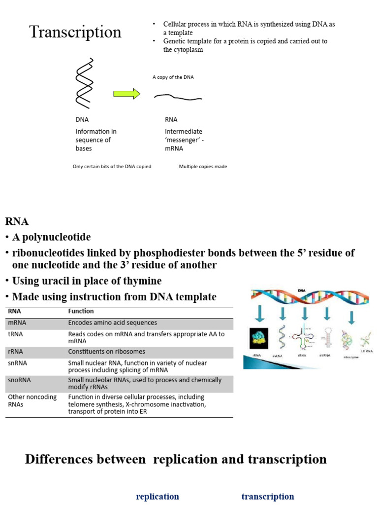 Lecture 11 Transcription | PDF | Rna | Dna