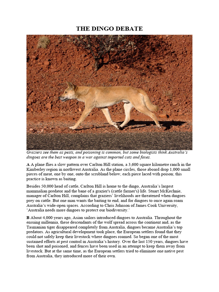 Reading - The Dingo Debate | PDF | Predation | Organisms