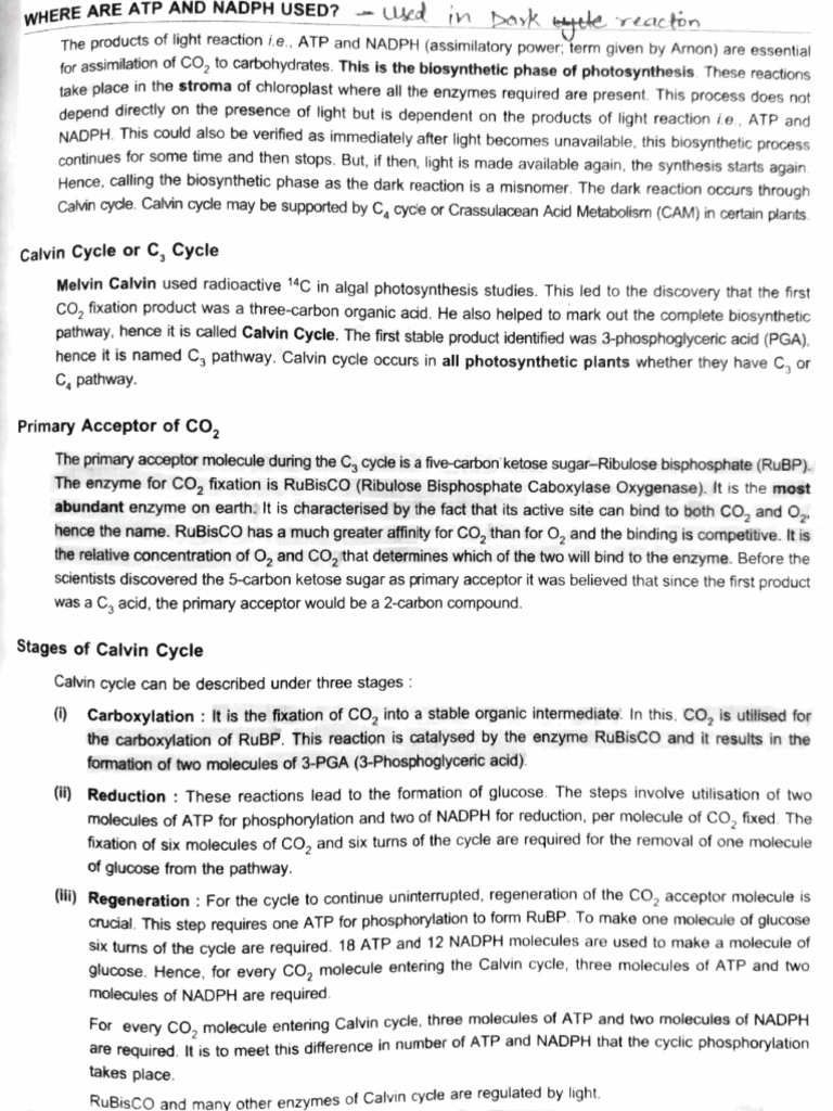 C3 and C4 Pathway | PDF | Photosynthesis | Chemistry