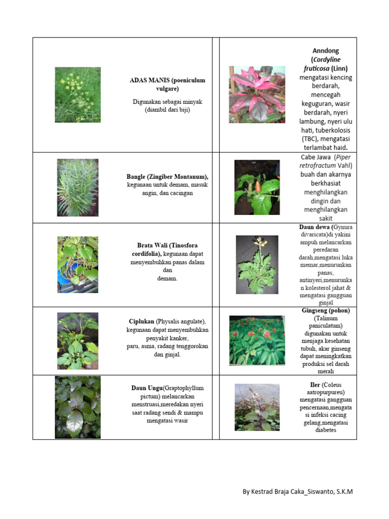97 Jenis - Toga Dan Khasiatnya - PKM Braja Caka | PDF