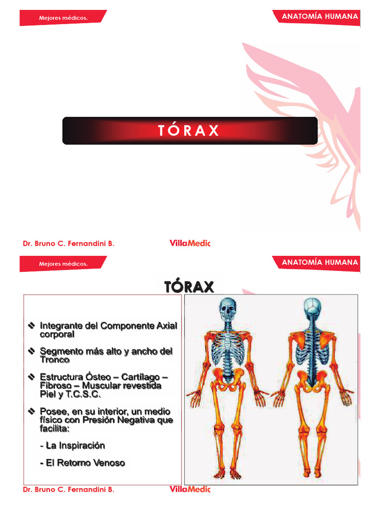 Anatomía Torax 1 | PDF | Articulación | Sistema esquelético