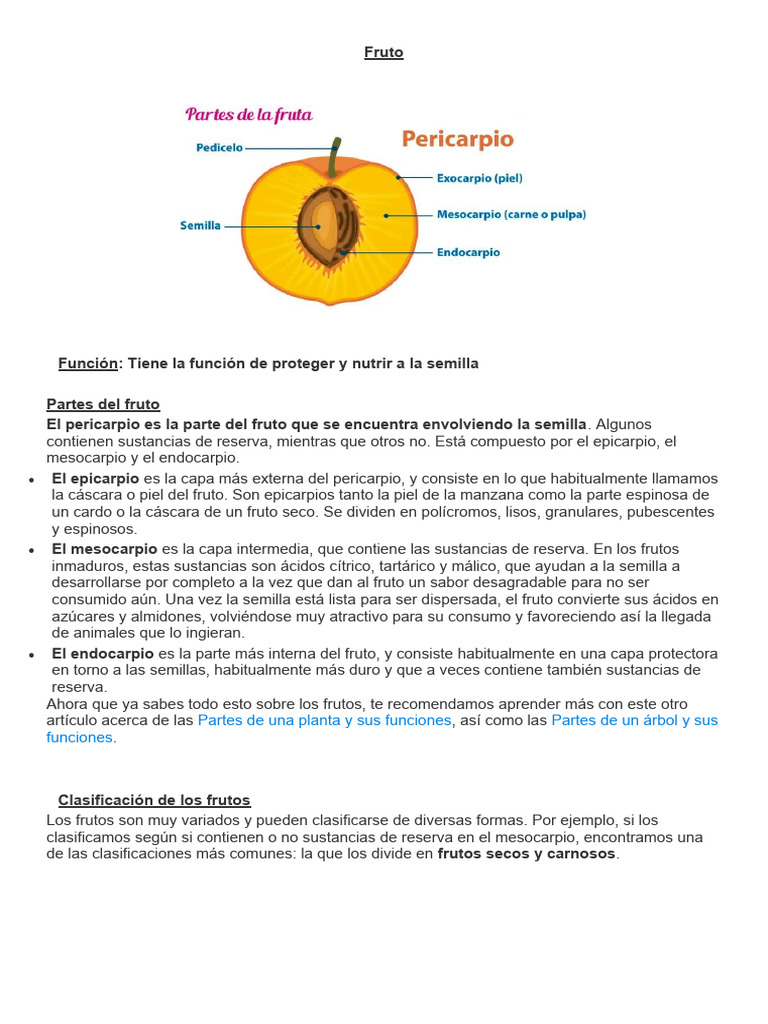 Estructura y Función del Fruto | PDF | Fruta | Semilla