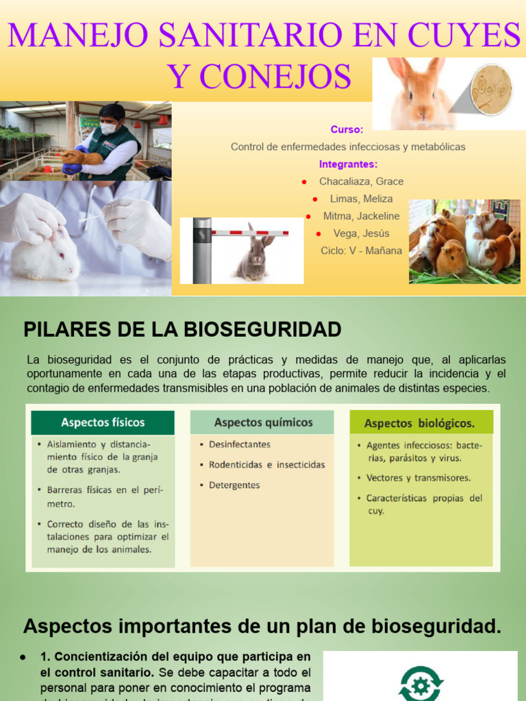 Manejo Sanitario en Cuyes y Conejos | PDF | Neumonía | Infección