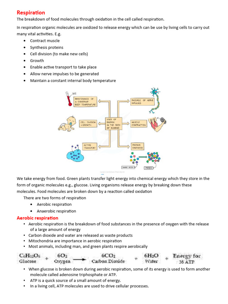Respiration | PDF | Cellular Respiration | Fermentation