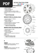 Botany Lab Manual 2025 Edition | PDF | Mitosis | Plant Stem