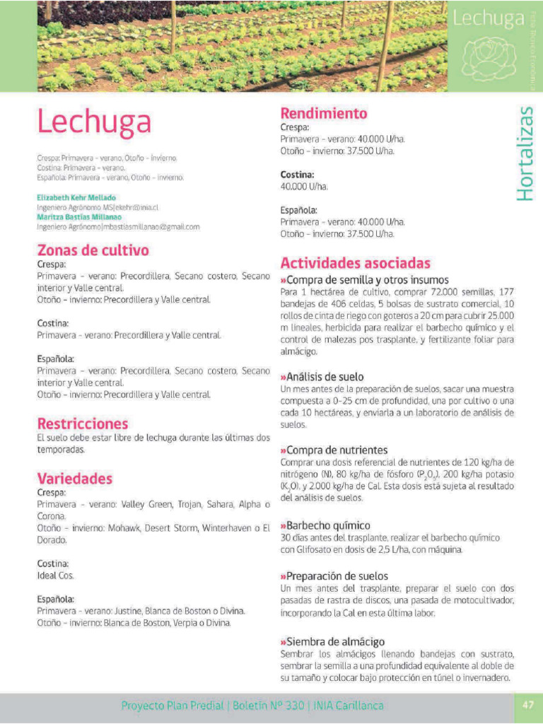 Lechuga | PDF