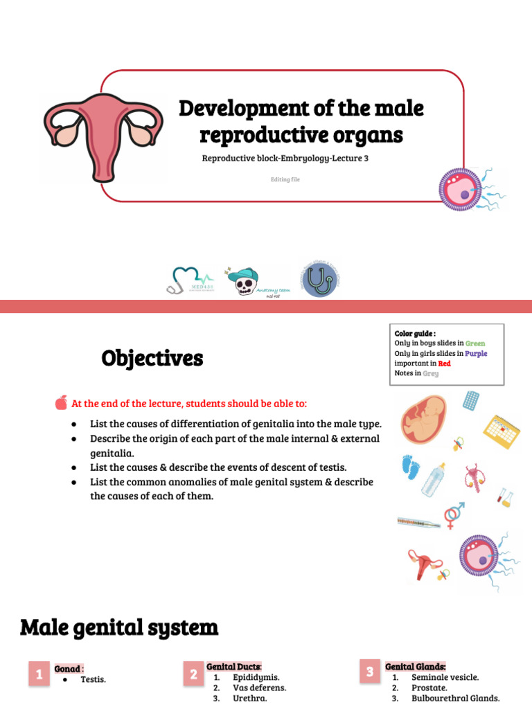 Embryology (3) Development of The Male Reproductive Organs | PDF ...