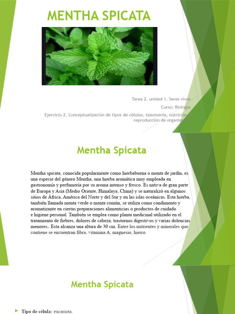 MENTHA SPICATA Ejercicio 2 | PDF | Mentha | Plantas