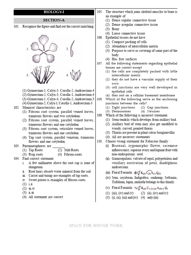 Biology I: Plant Tissue and Structure Quiz | PDF | Epithelium ...