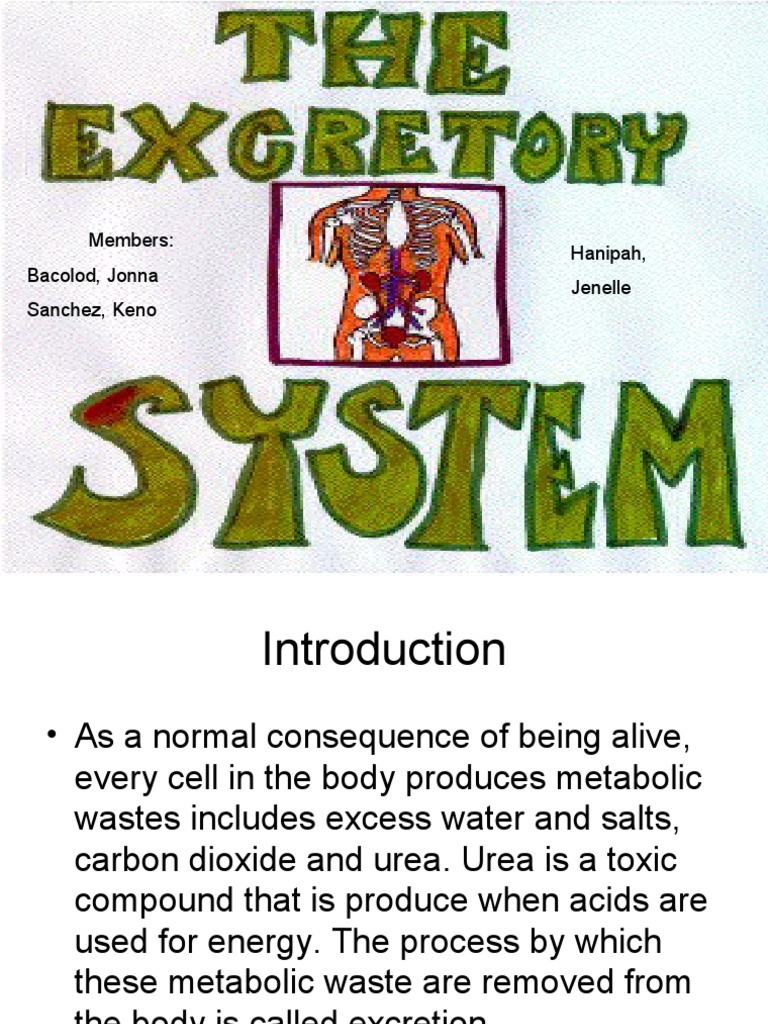 Ppt Excretory System Powerpoint Presentation Id1263174