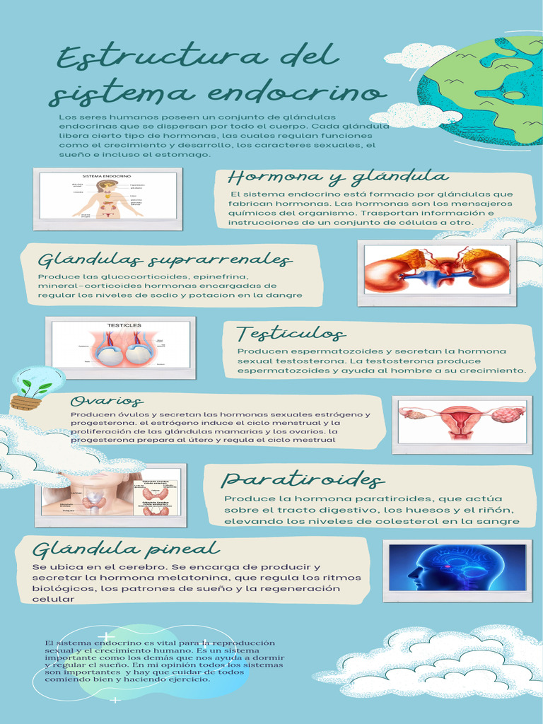 Infografia Estructura Del Sistema Endocrino | PDF