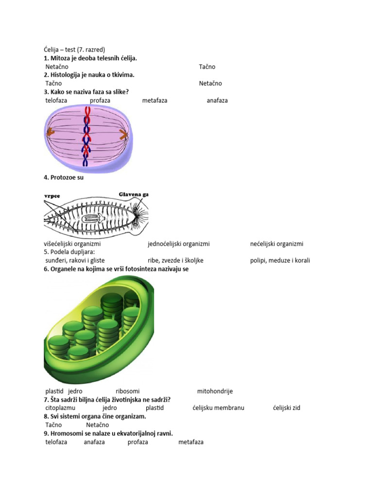 Celija | PDF