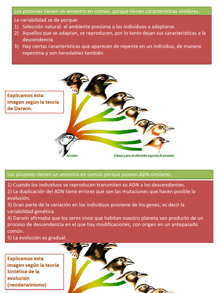 Evolución de los pinzones: ADN y variabilidad | PDF | Ciencia y matemáticas