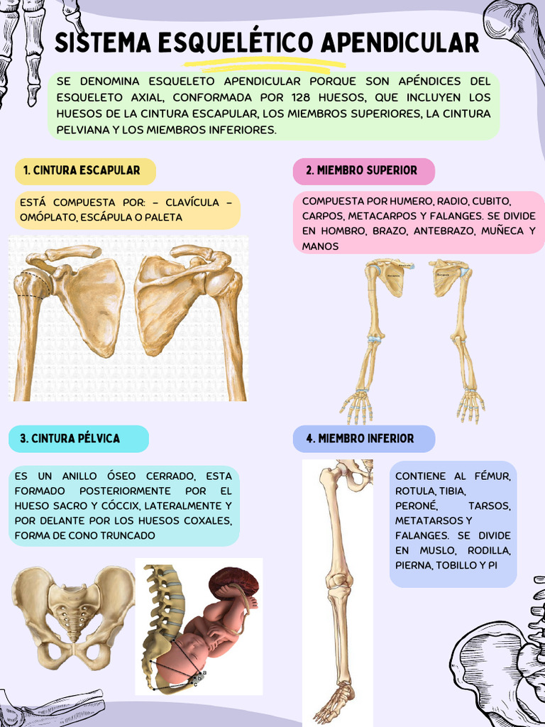 Sistema Esquelético Apendicular | PDF