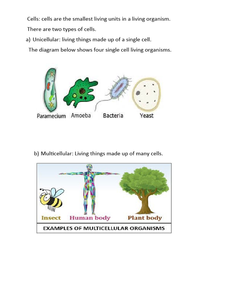 Cell To Organism Worksheet | PDF | Cell (Biology) | Reproduction