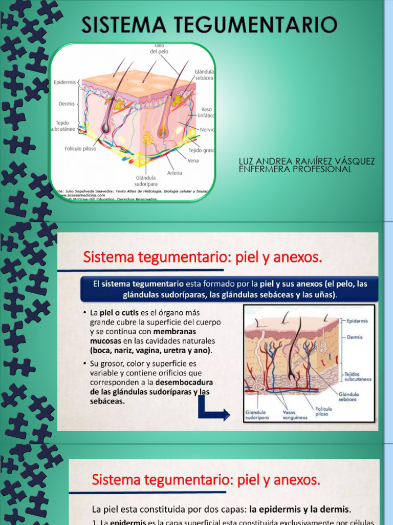 Sistema Tegumentario | Descargar gratis PDF | Psoriasis | Ciencias de la Salud