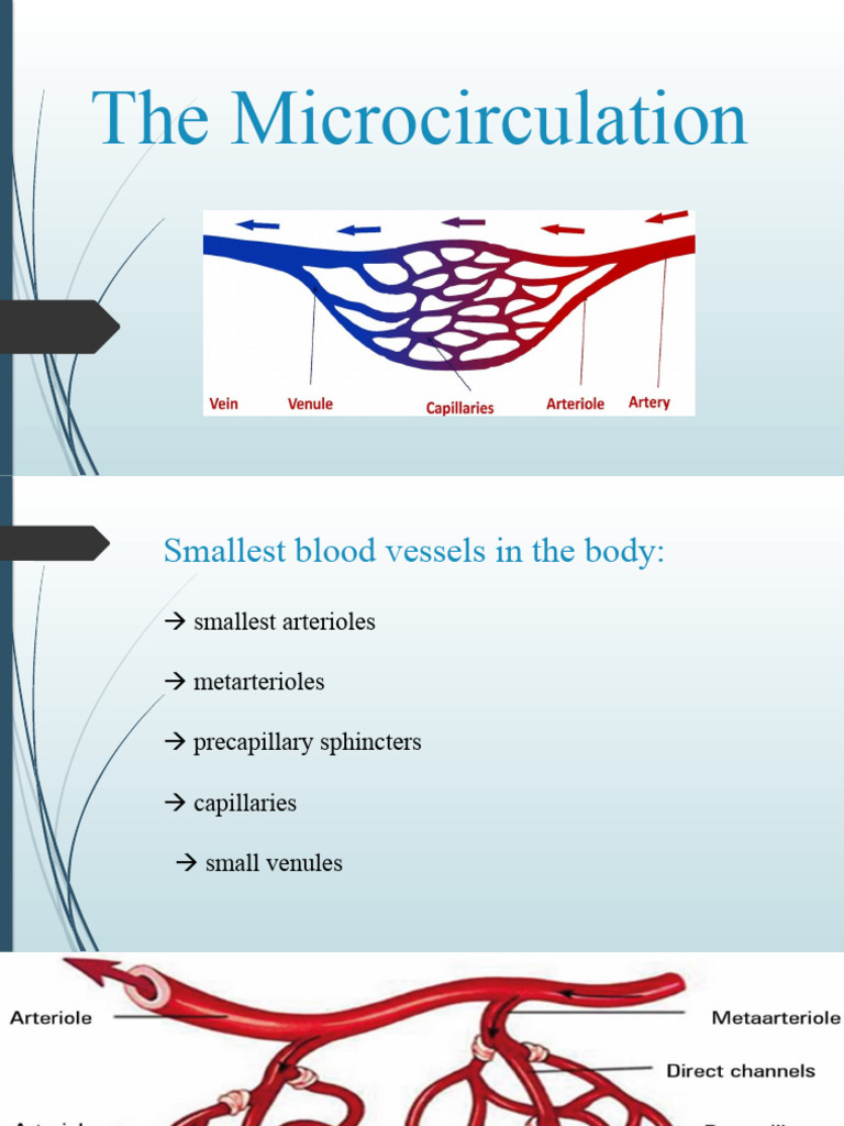 The Microcirculation | PDF