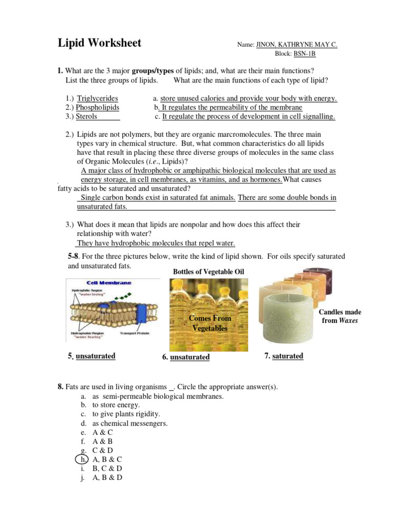 Lipid Worksheet | PDF | Lipid | Fat