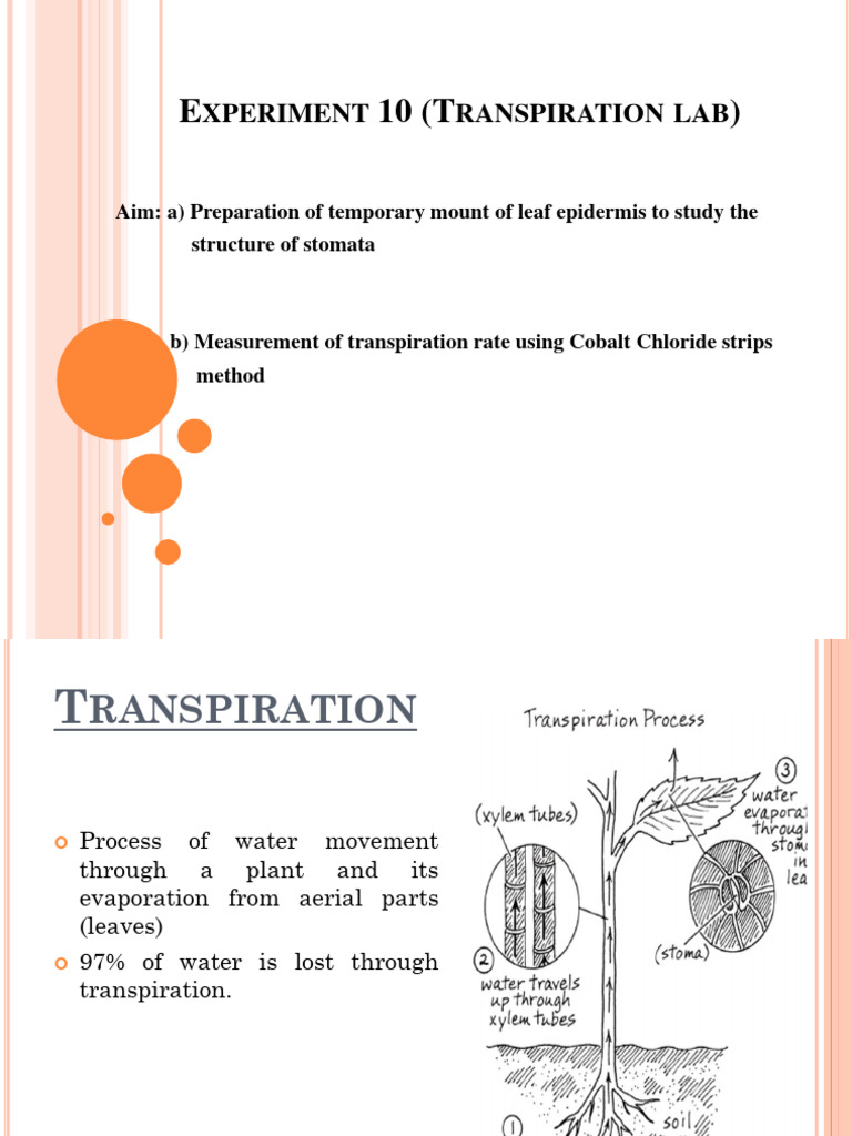 Transpiration Lab | PDF | Stoma | Leaf