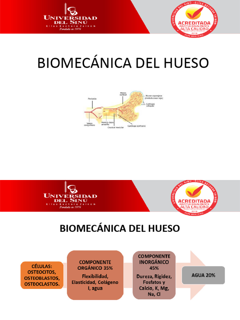 N°3 Biomecánica Del Hueso - 134913033 | PDF | Hueso | Deformación ... N°3 Biomecánica Del Hueso - 134913033 | PDF | Hueso | Deformación ...