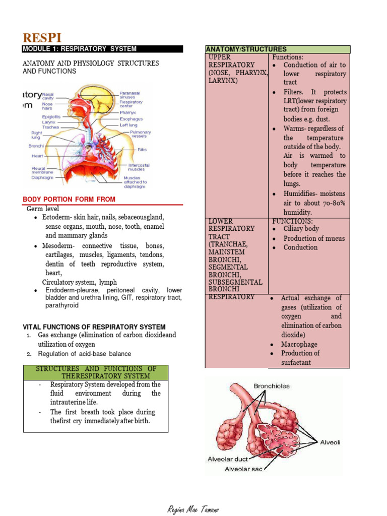RESPI HANDOUT COMPLETE Anaphy Lower Respi Conditions | PDF | Lung ...