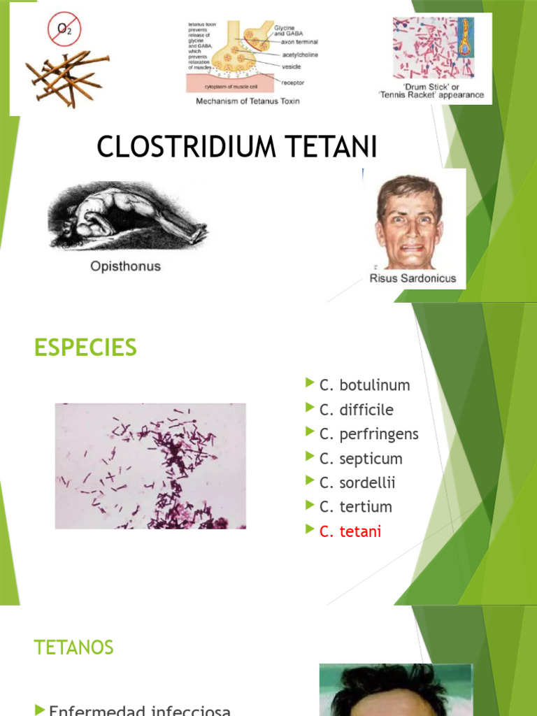 Clostridium tetani: Causas y Tratamiento del Tétanos | PDF | Medicina ...