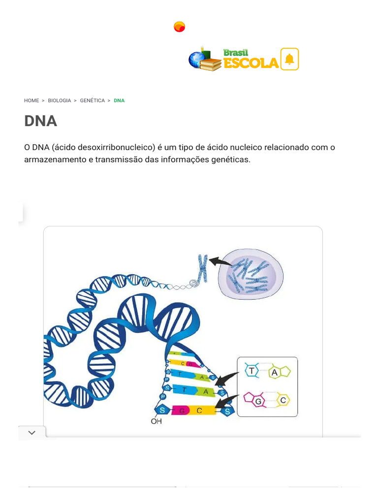 Estrutura e Função do DNA | PDF | DNA | RNA