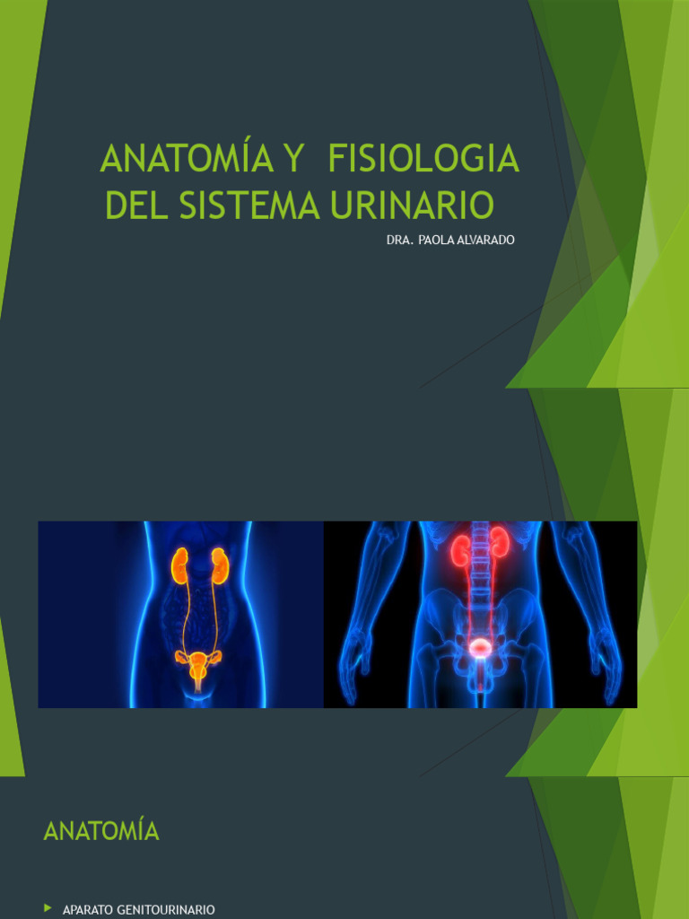 Anatomía y Fisiologia Renal | PDF | Riñón | Sistema urinario