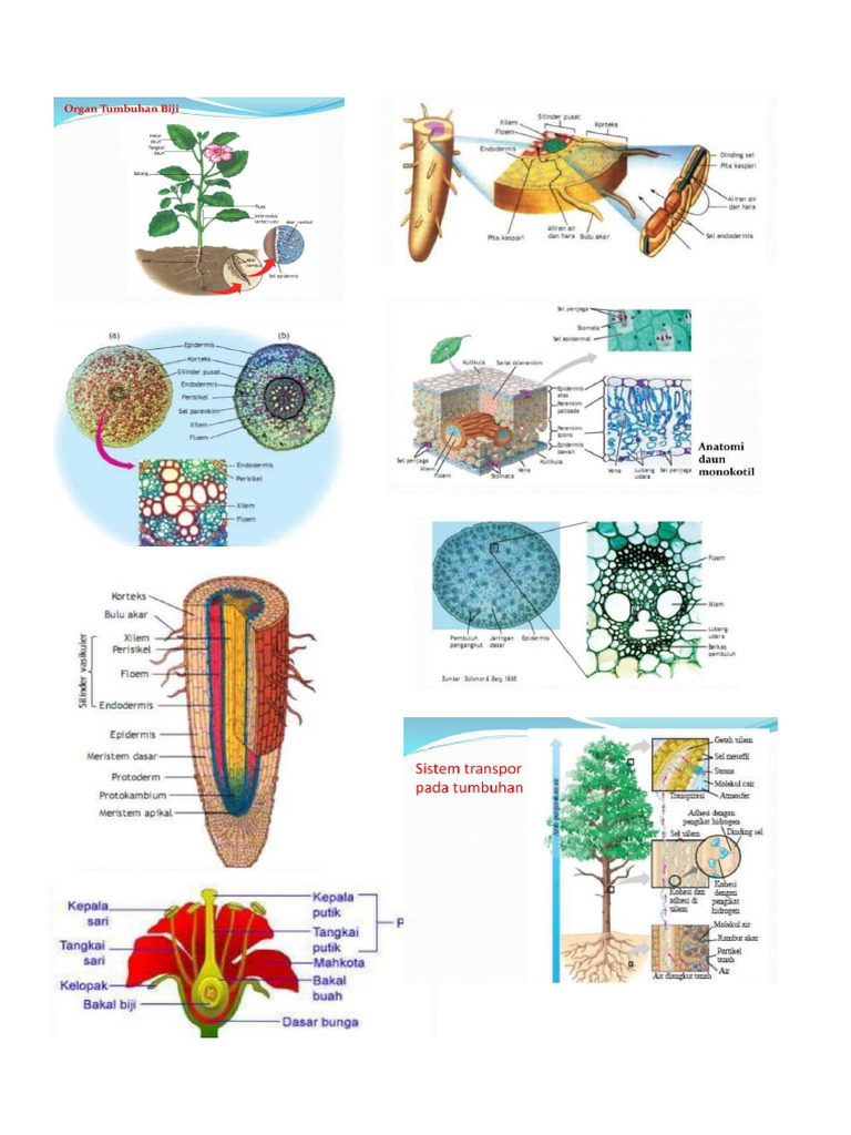 Gambar Bio 2 | PDF