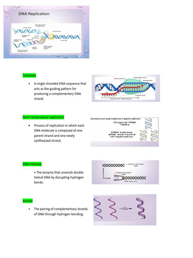 DNA Replication Transcription and Translation TRANSES 1 | PDF | Dna ...